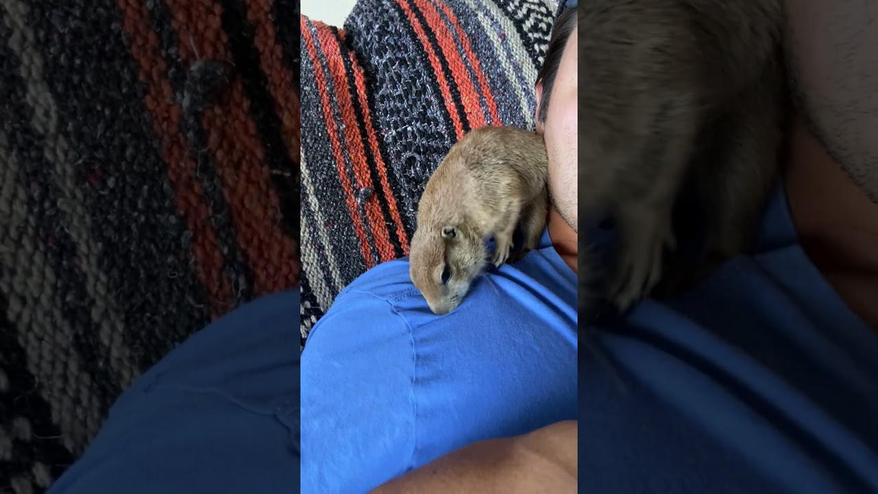 An old clip of this prairie dog giving a funny massage