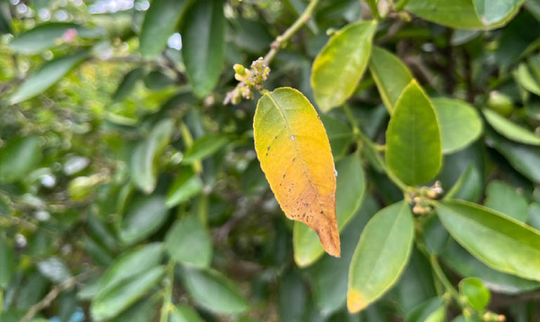 Yellow lemon tree leaves? Here’s how to get them lush and green again