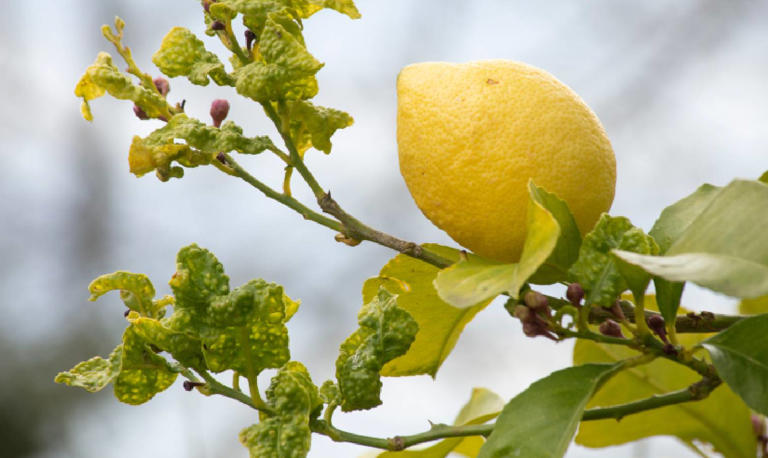 Yellow lemon tree leaves? Here’s how to get them lush and green again