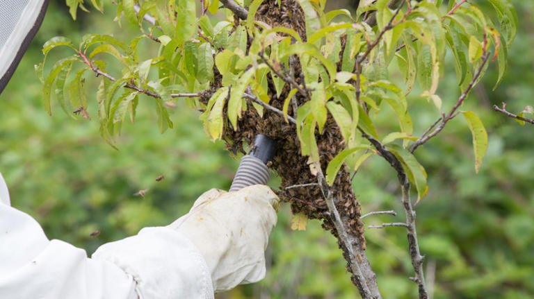 What to do if you find a swarm of bees in your yard