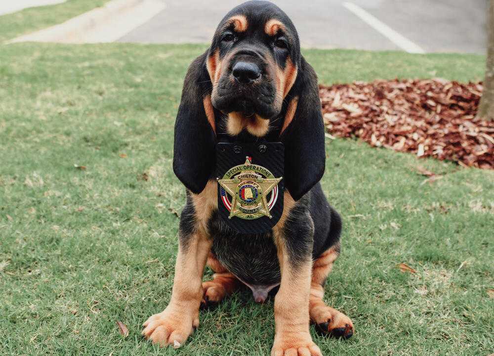 Chilton County Sheriff's Office adds new K9 to tracking team