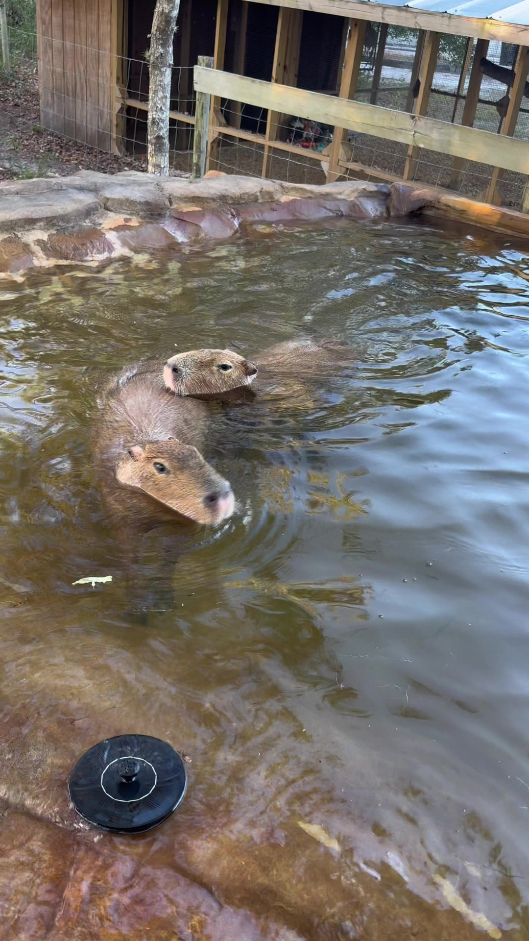 Animal enrichment tips: Lessons from this otter experiment