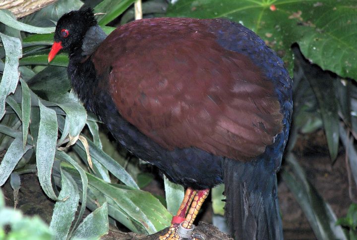 10 rare animals rediscovered after years of hiding