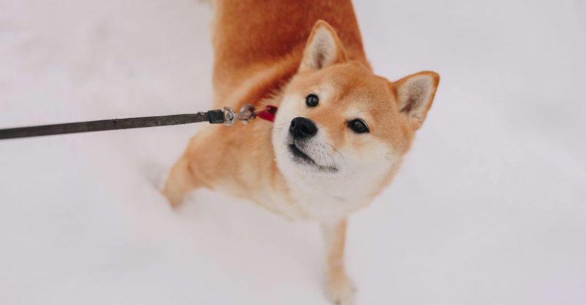 13 dogs that may show sudden aggressive behavior you can't predict