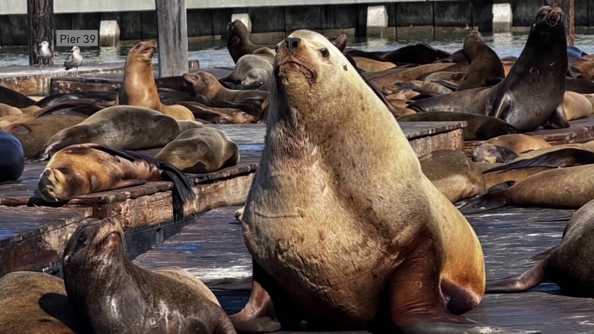 Meet Chonkers The Sea Lion Who Is Going Viral In San Francisco