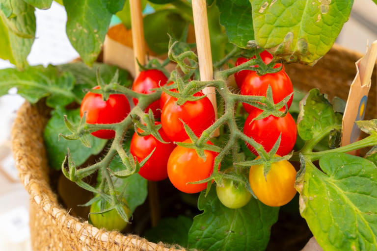Don’t plant tomatoes too early: How to grow them in pots (and the exact ...