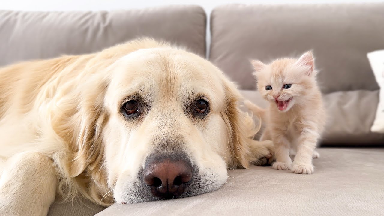 Tiny kitten complains when golden retriever ignores it