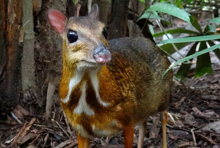10 rare animals rediscovered after years of hiding