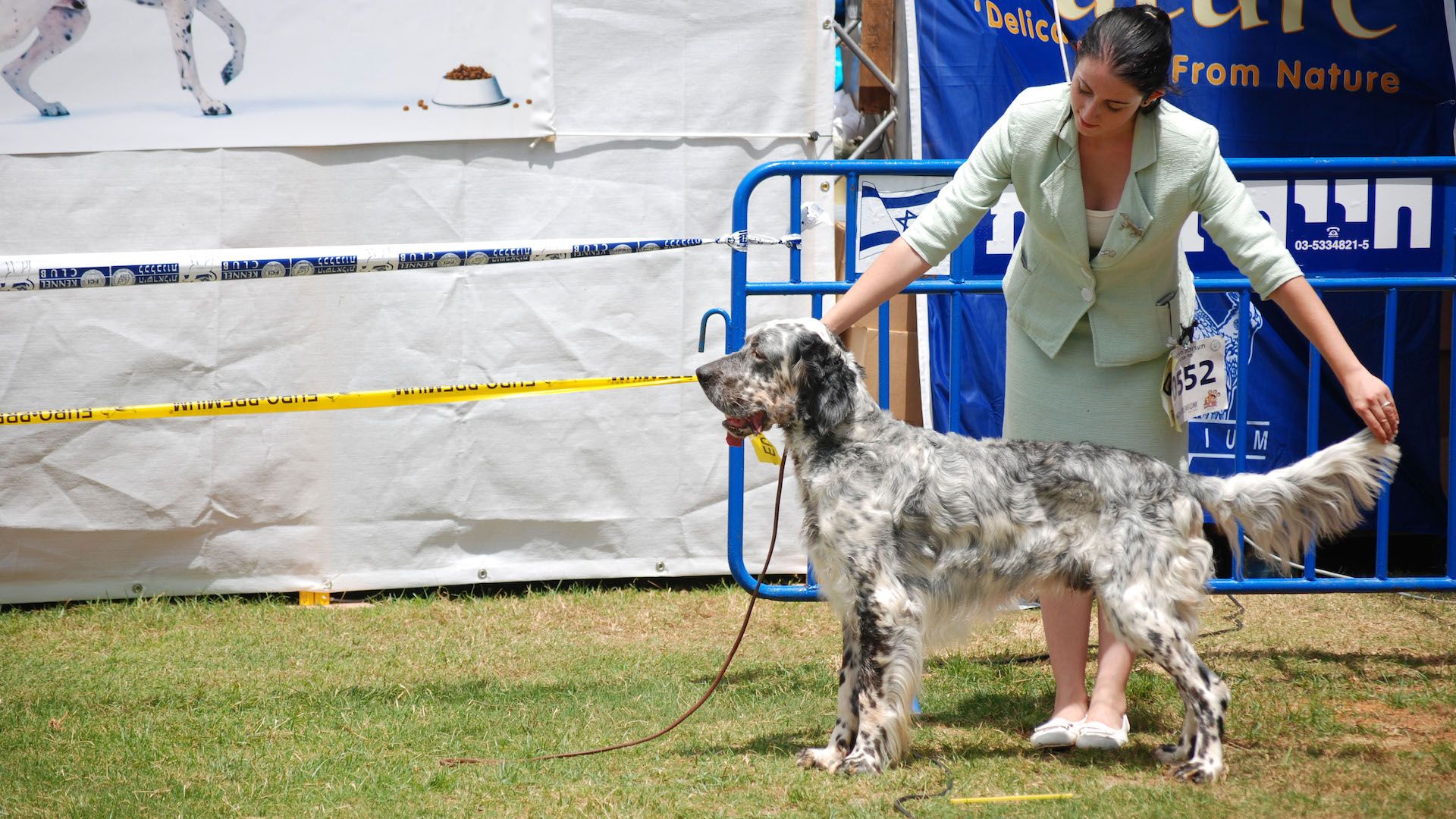 Popular show-breed dogs