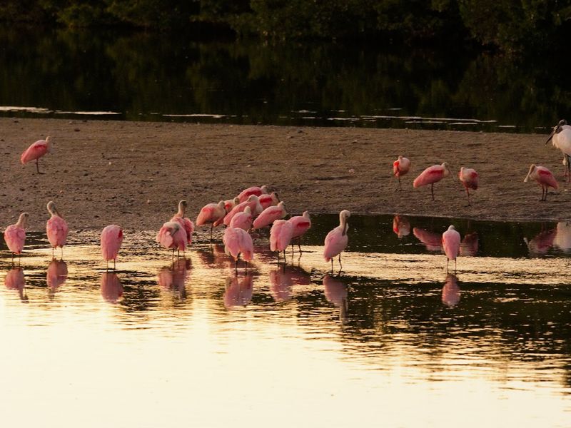 13 Florida wildlife refuges where the only thing you’ll pay is attention