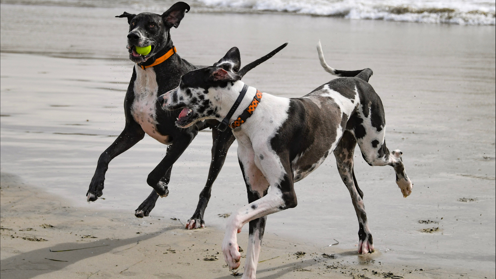 The easiest dogs to raise for first-time owners
