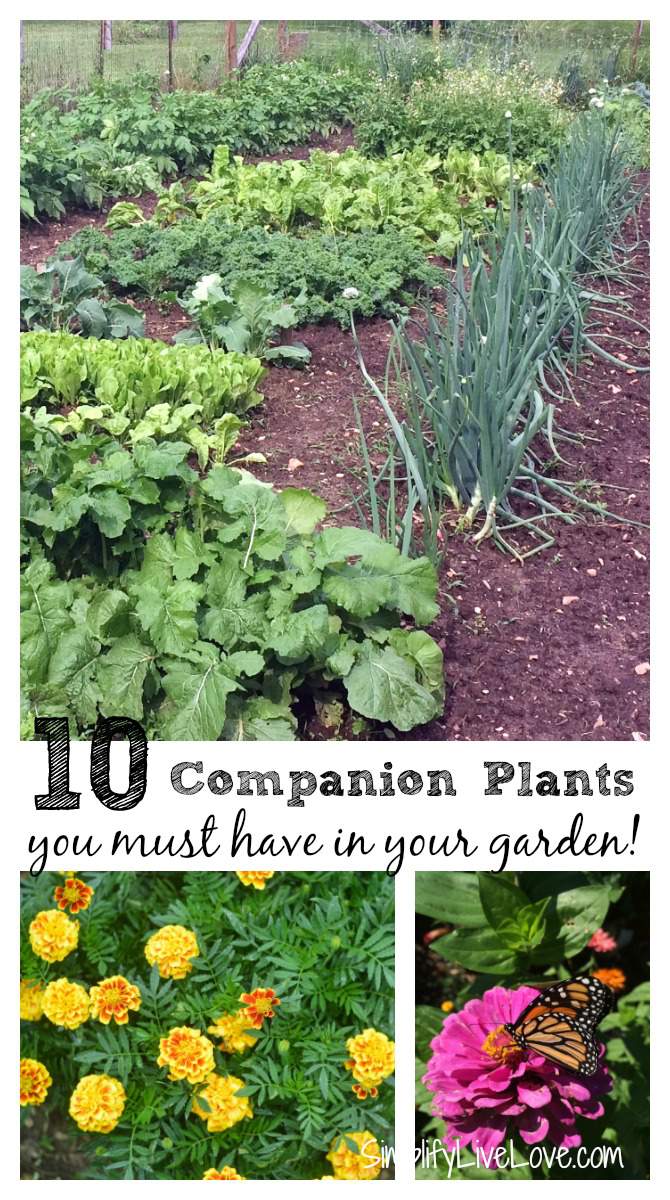The complete companion planting guide: Best plants to grow together in ...