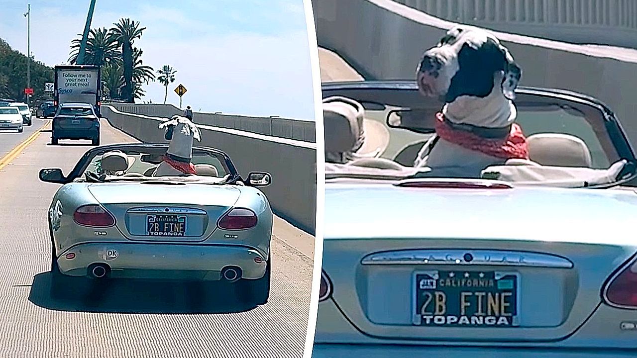 Un dogue allemand profite d'une balade en cabriolet à Malibu