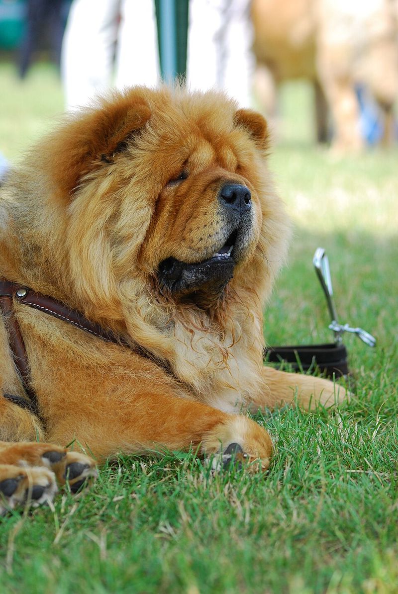 13 dogs that may show sudden aggressive behavior you can't predict