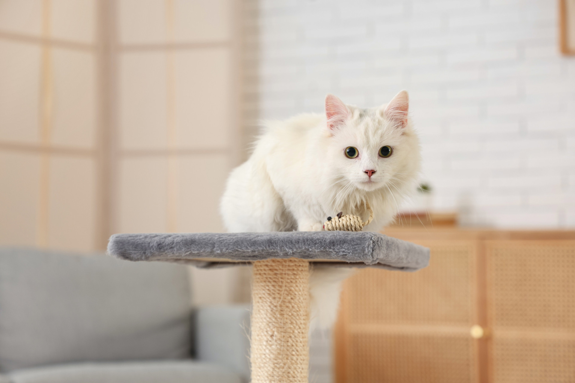 What your cat’s appearance reveals about their personality