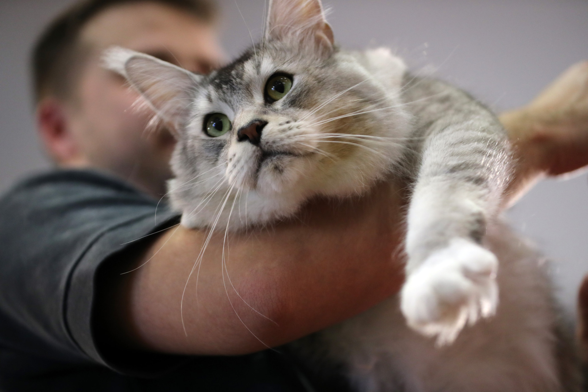 What your cat’s appearance reveals about their personality