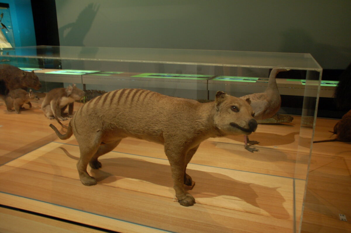 16 extinct animals scientists are trying to bring back