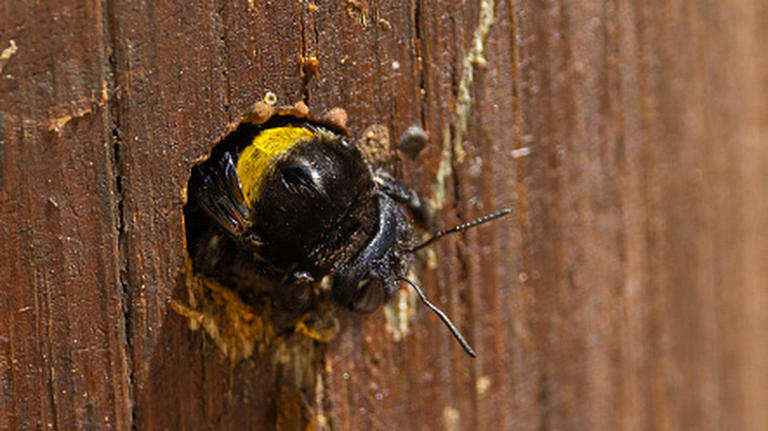 Keep carpenter bees from drilling into your deck with an easy DIY solution
