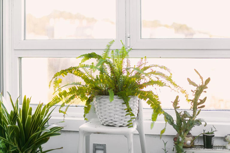 How often to water ferns so they don’t dry out or turn brown