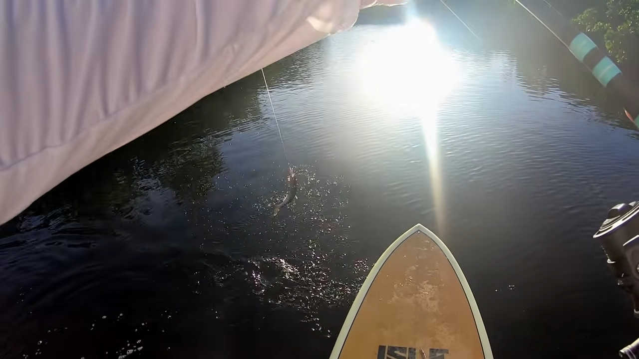 Watch what happens when a fish launches out of the water and misses