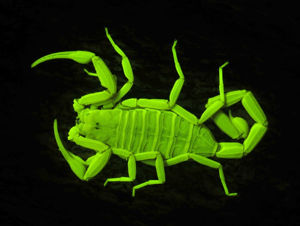 Scorpions just got even more terrifying