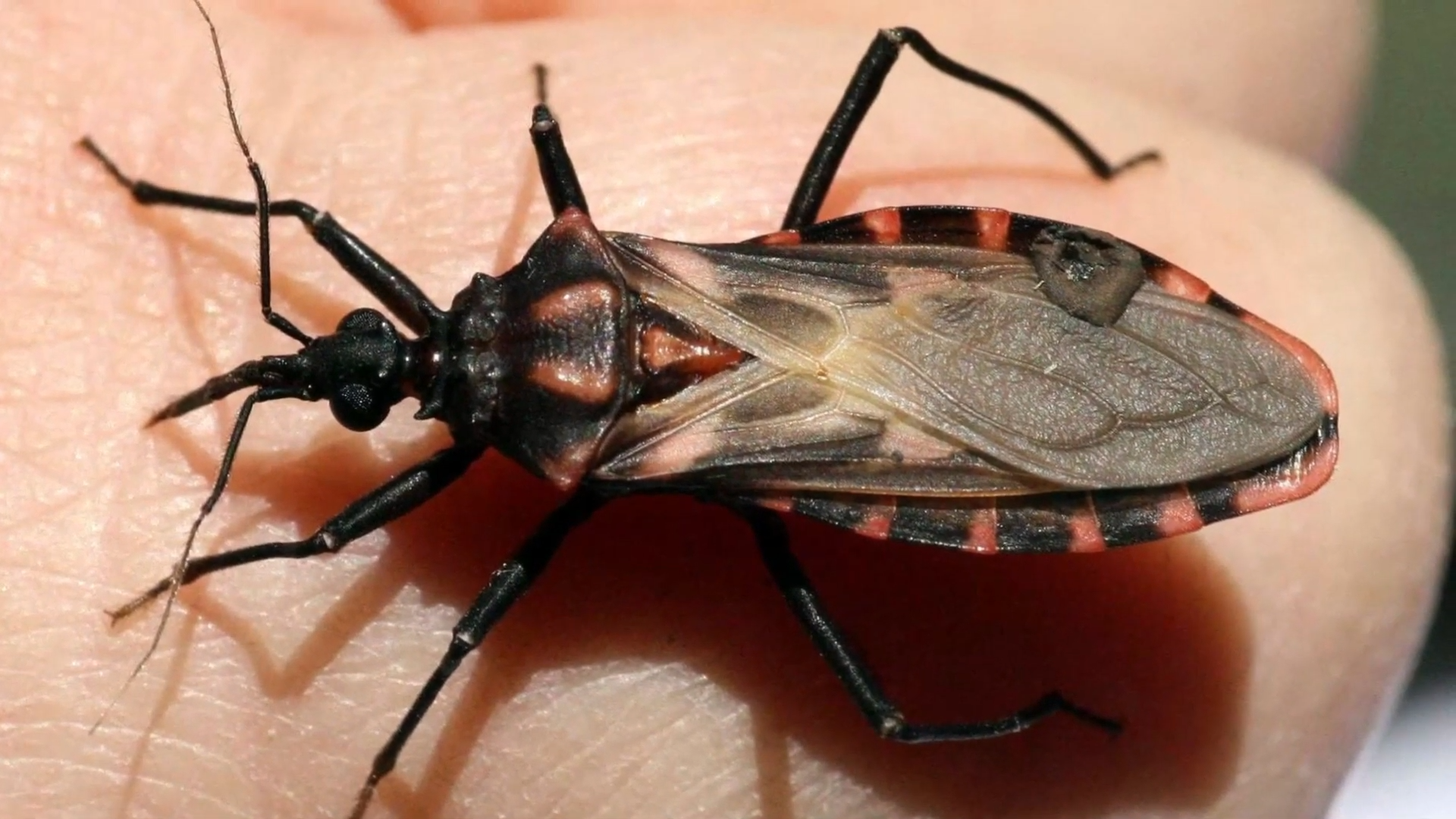 This bug is called an "assassin" - and there's a good reason for it