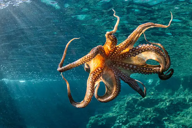 Novo polvo azul é encontrado em águas profundas do Equador
