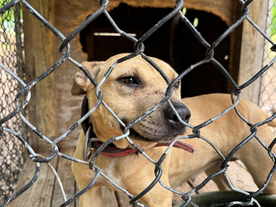 South Carolina deputy accused in dogfighting ring