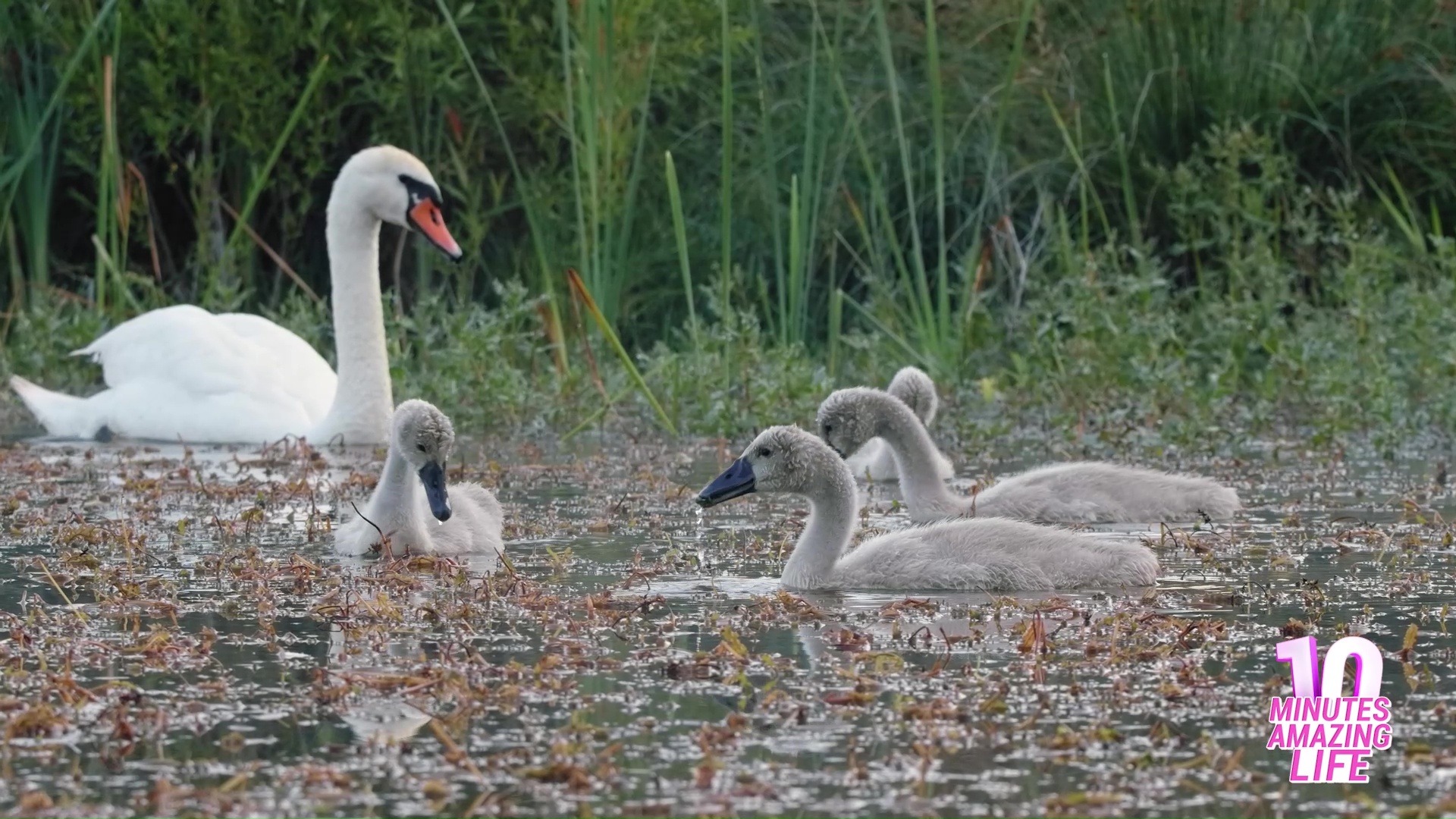 How Swan Guards Cygnets While They Learn Feeding