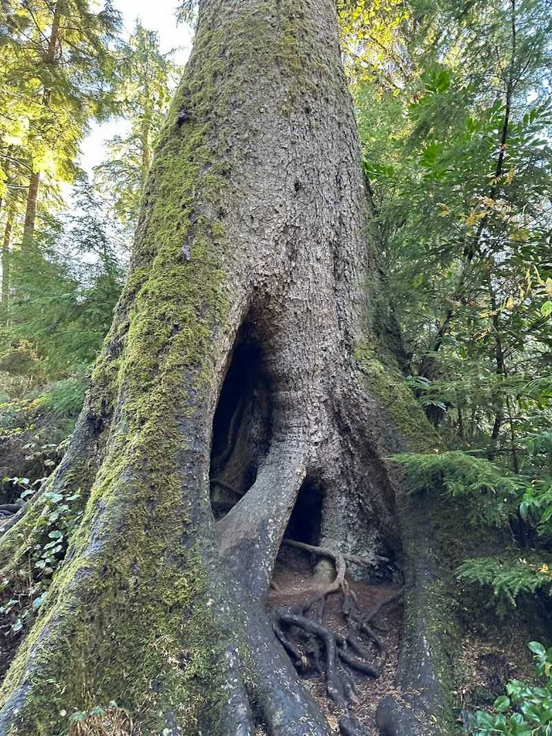 The Oregon trail that leads to a 300-year-old spruce hiding above a ...