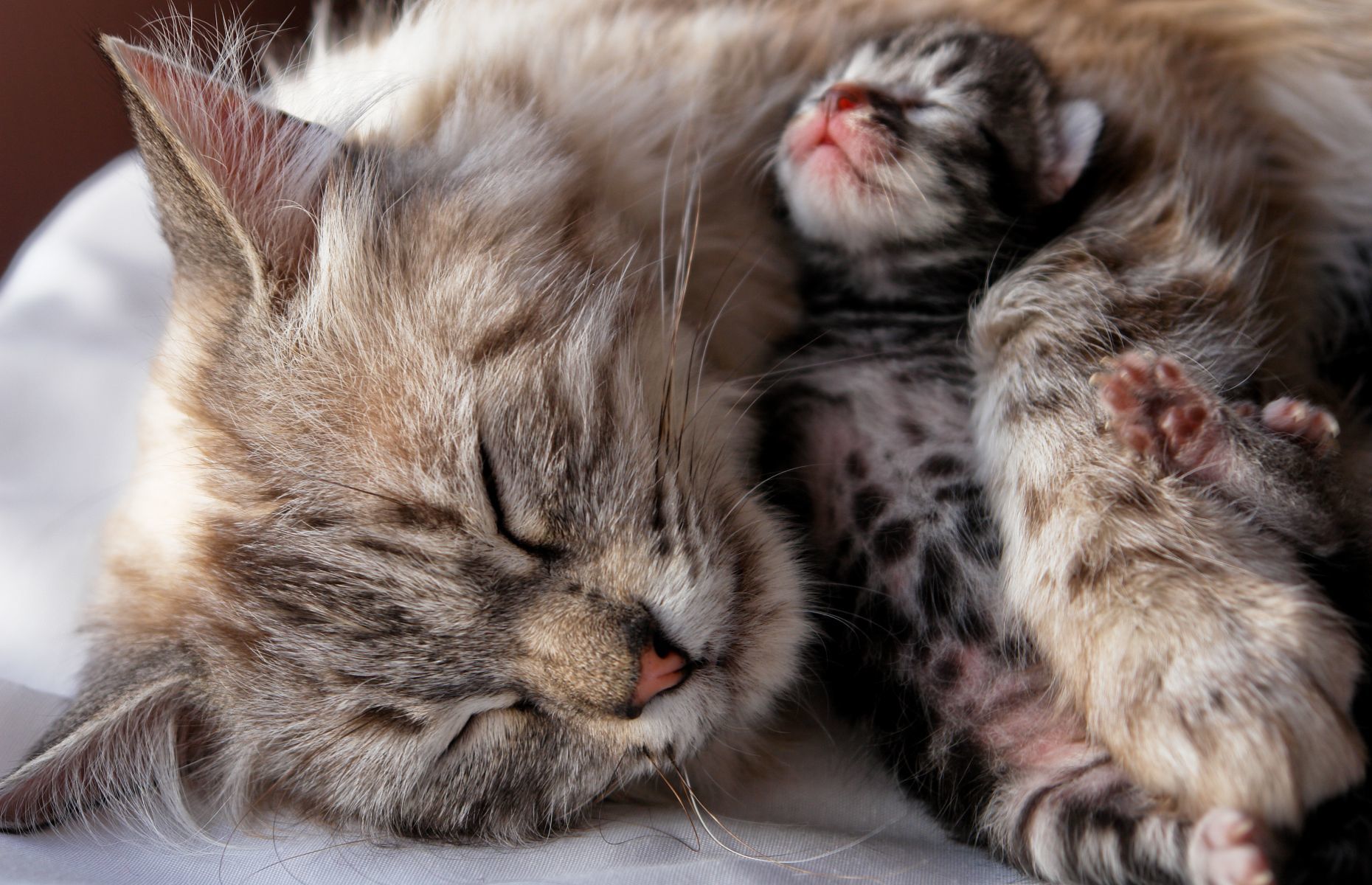 20 gatos adorables que te harán derretirte