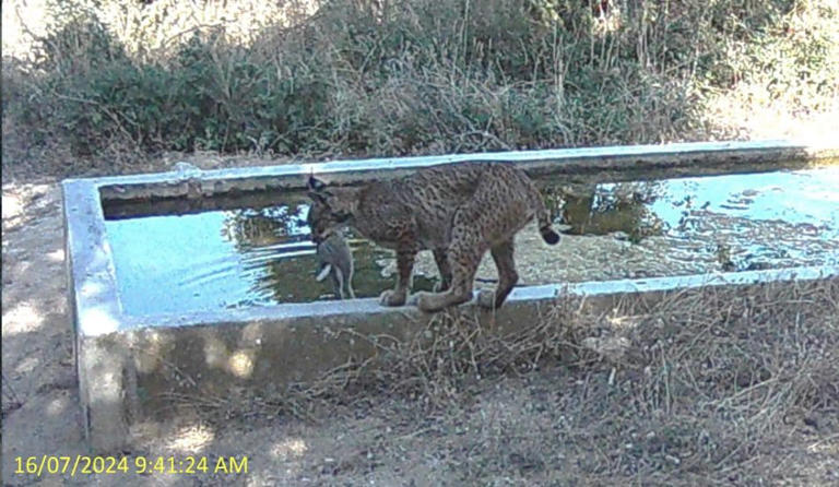 La lince iberica preda i conigli e prima di darli in pasto ai cuccioli ...