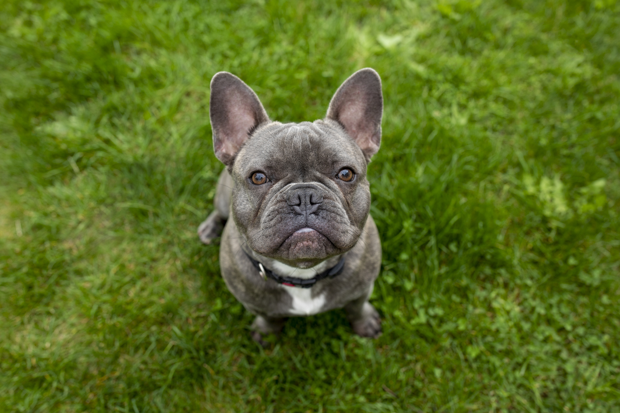 Want a French bulldog but with fewer health concerns? Consider these breeds