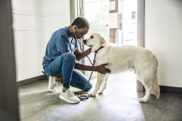 Vet warns 3 things owners are doing could be shortening their pets' lives
