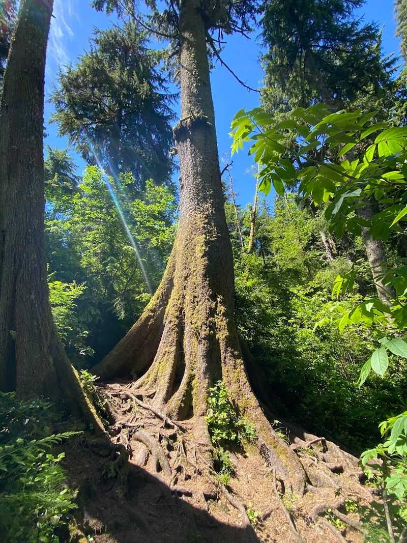 The Oregon trail that leads to a 300-year-old spruce hiding above a ...