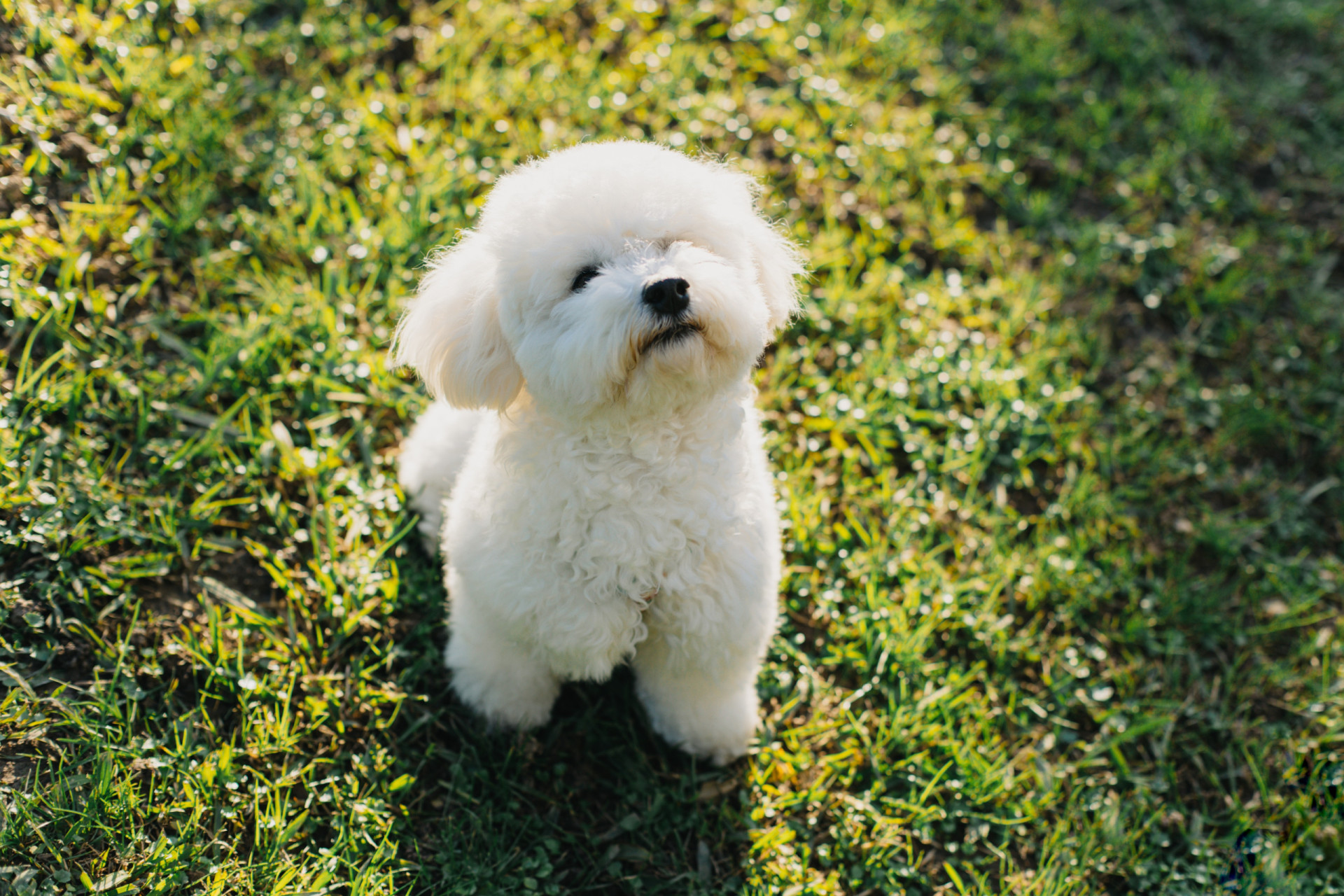 The easiest dogs to raise for first-time owners