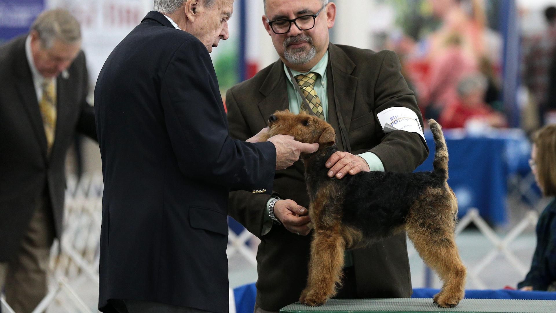 Popular show-breed dogs