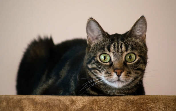 What happens when cats sense ghosts: mystery explained