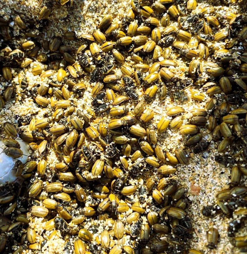 Beetle invasion swarm beaches with billions of dead insects