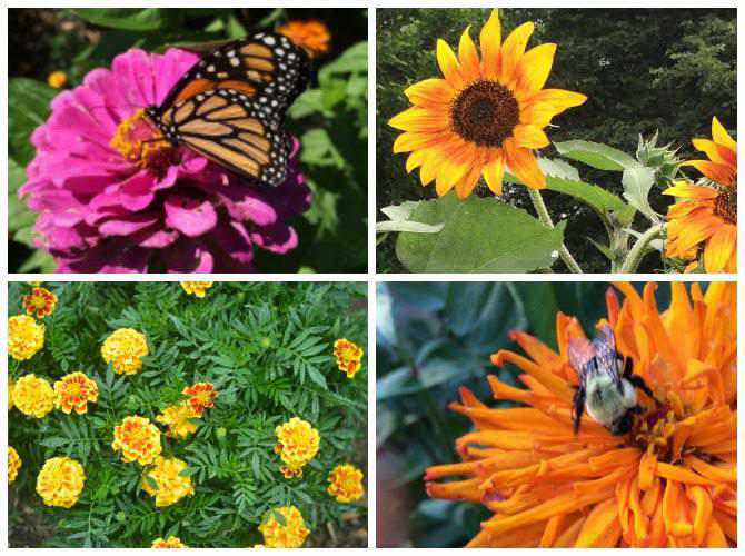 The complete companion planting guide: Best plants to grow together in ...