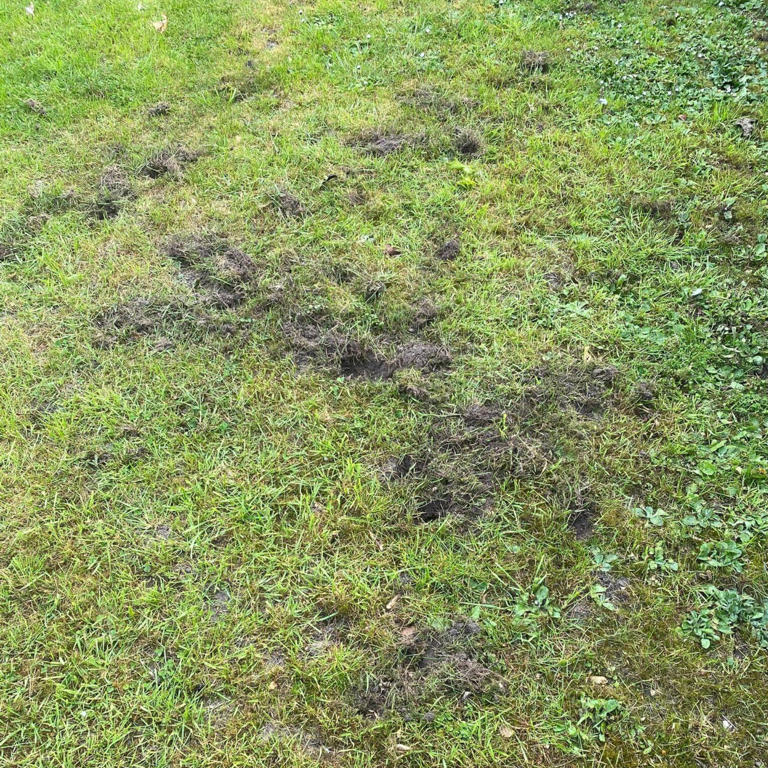 Badgers have destroyed my garden – I asked the experts how to safely ...