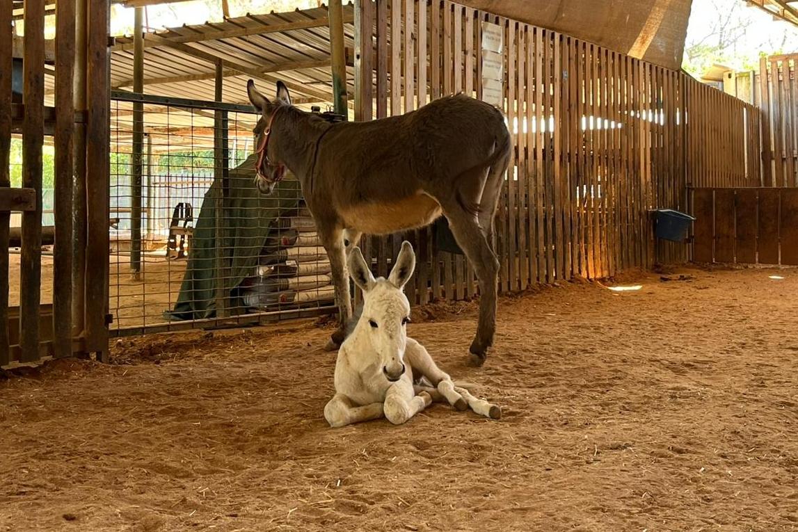 Mid Sussex-based donkey charity names newborn foal in Israel after ...