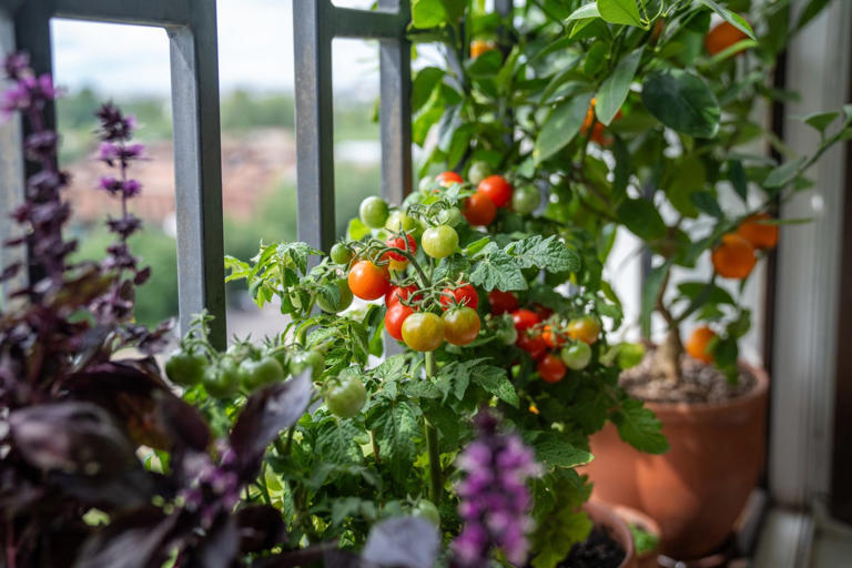 Don’t plant tomatoes too early: How to grow them in pots (and the exact ...