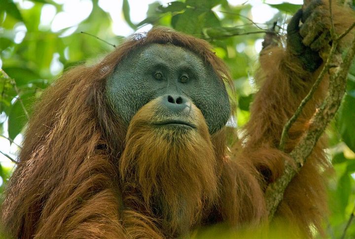 10 rare animals rediscovered after years of hiding