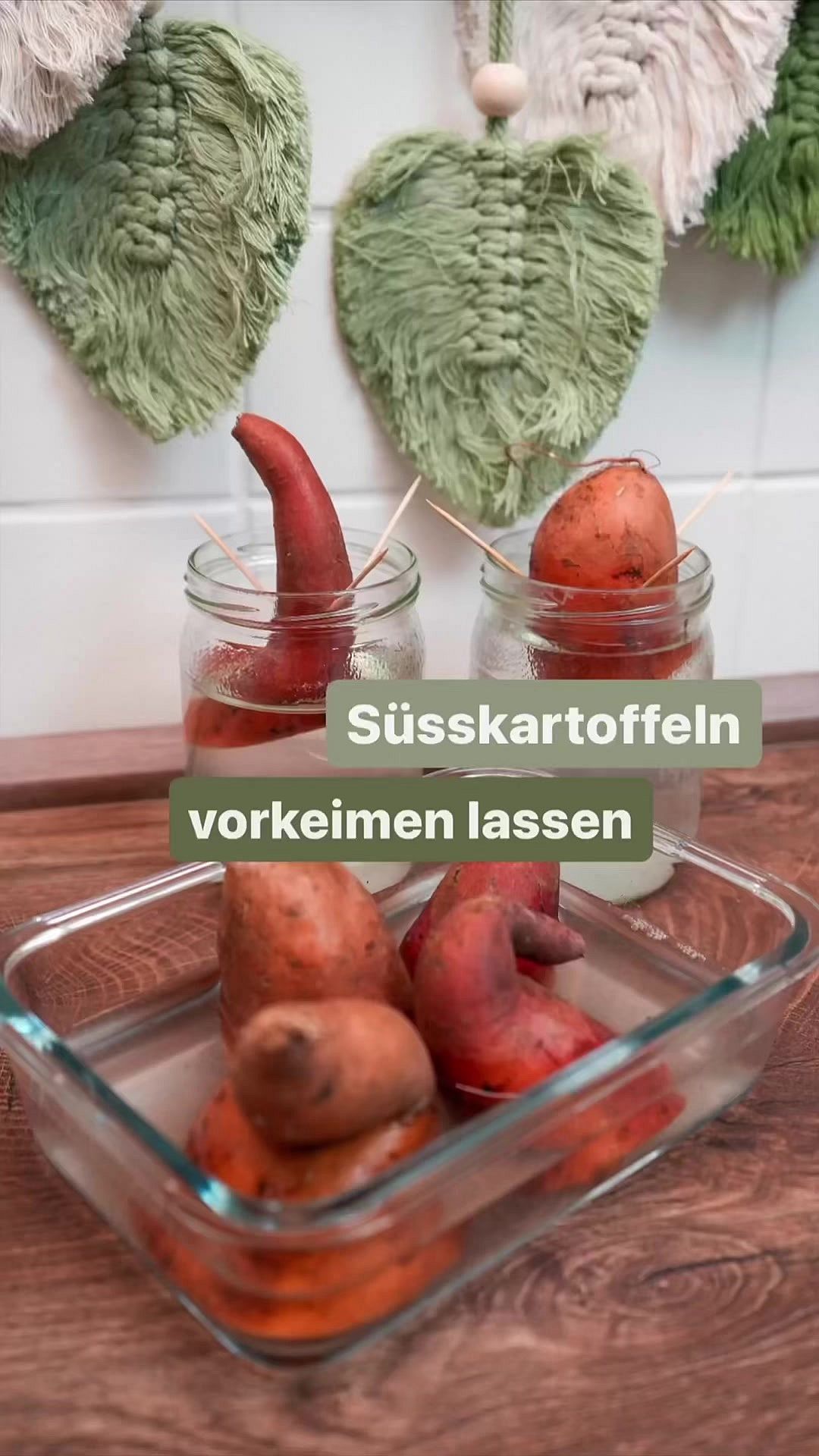 Süßkartoffeln aus dem eigenen Garten anbauen
