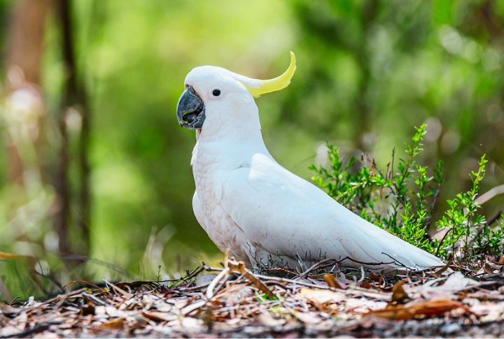 These animals lived longer in captivity than they ever could in the wild