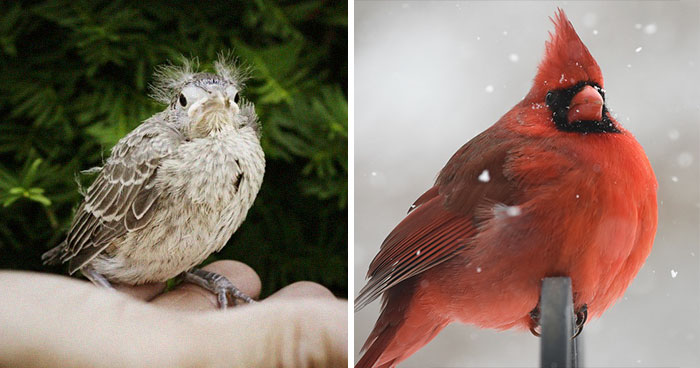 30 birds when they’re babies versus all grown up