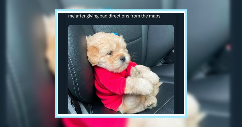 23 sweet animal memes putting the aww in awwdorable
