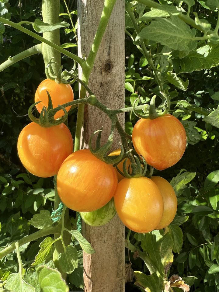 9 new tomato varieties to try in your garden this year for delicious ...