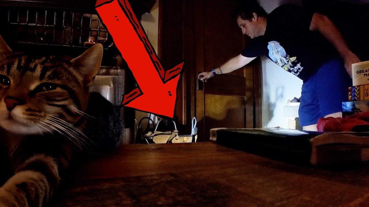 See a fierce barn cat attack a flying bat inside barn